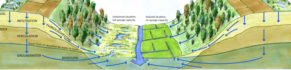 Restoration of marshes in the Rhine basin for flood and drought risk ...