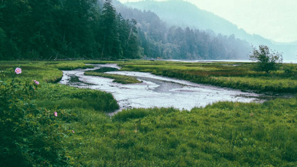 Restoration of the sponge function in wetland soils as a measure for ...