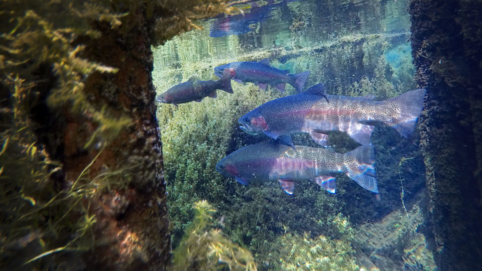 Dam removal versus invasive alien species - Wetlands International Europe