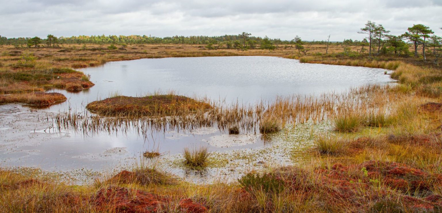 Peatlands in the EU Nature Restoration Law - a Factsheet - Wetlands ...