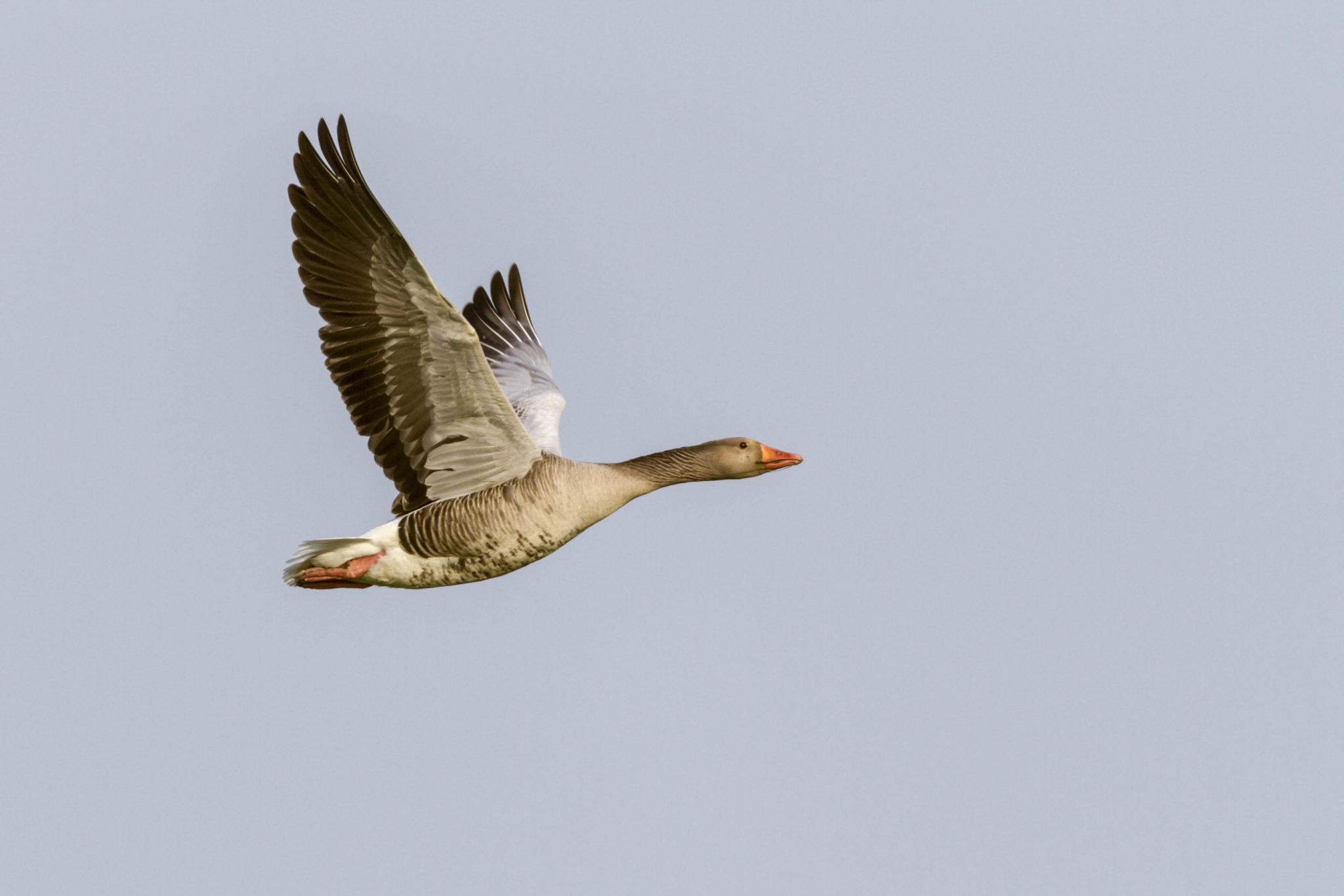 9th meeting of the AEWA European Goose Management Platform - Wetlands ...