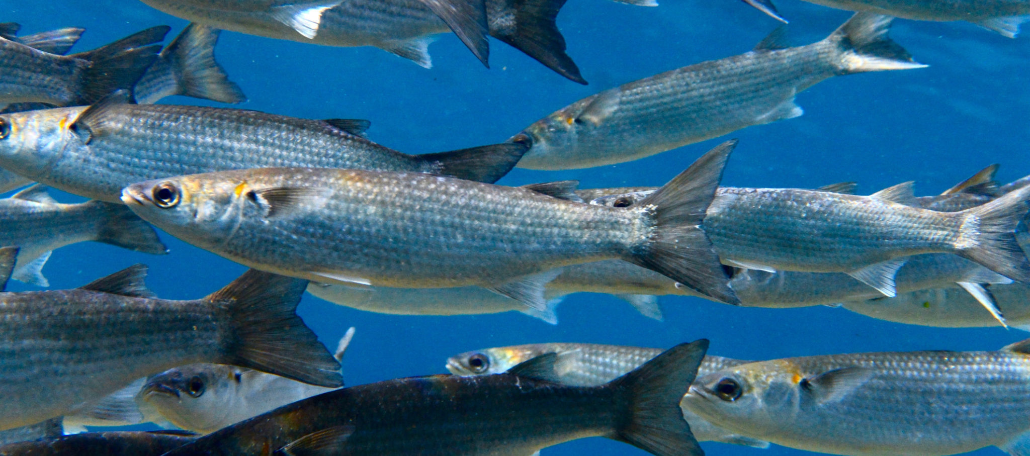 Swimways Policy Assistant - Fish passes - Wetlands International Europe