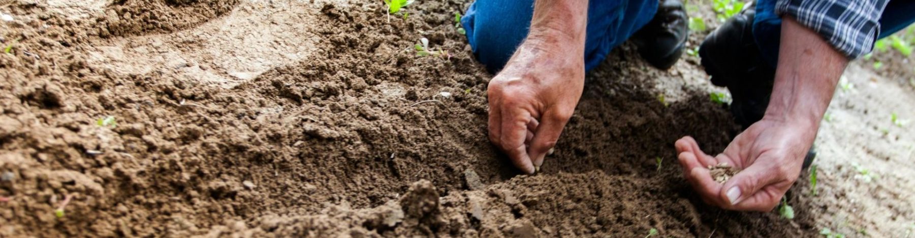 Wetlands International Europe signifies wetland soil’s importance by ...