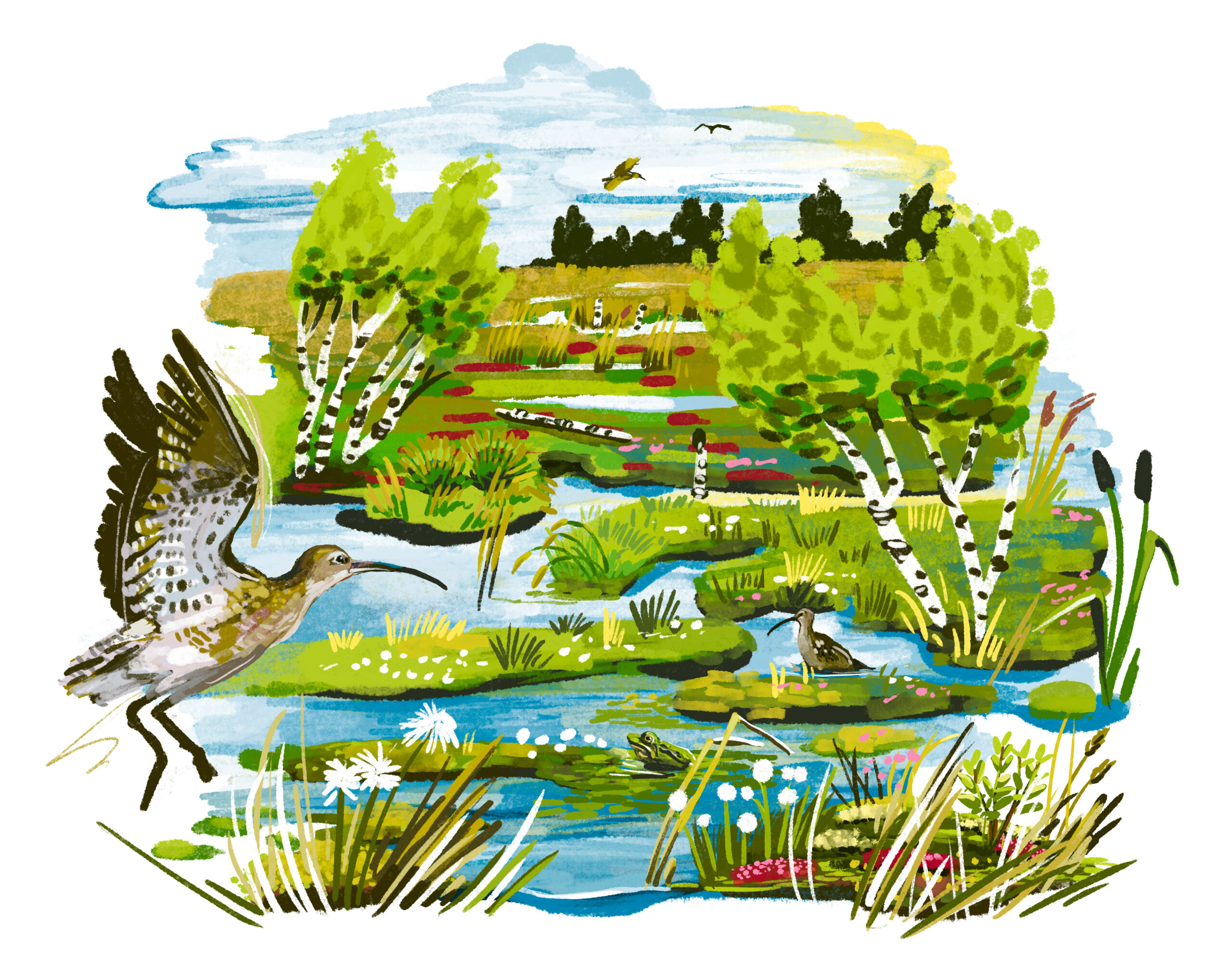 Morsels from the Moor: Why Peatlands Matter More Than Ever - Wetlands International Europe