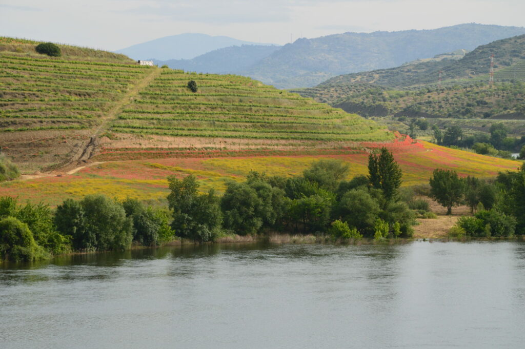 Mediterranean - Wetlands International Europe