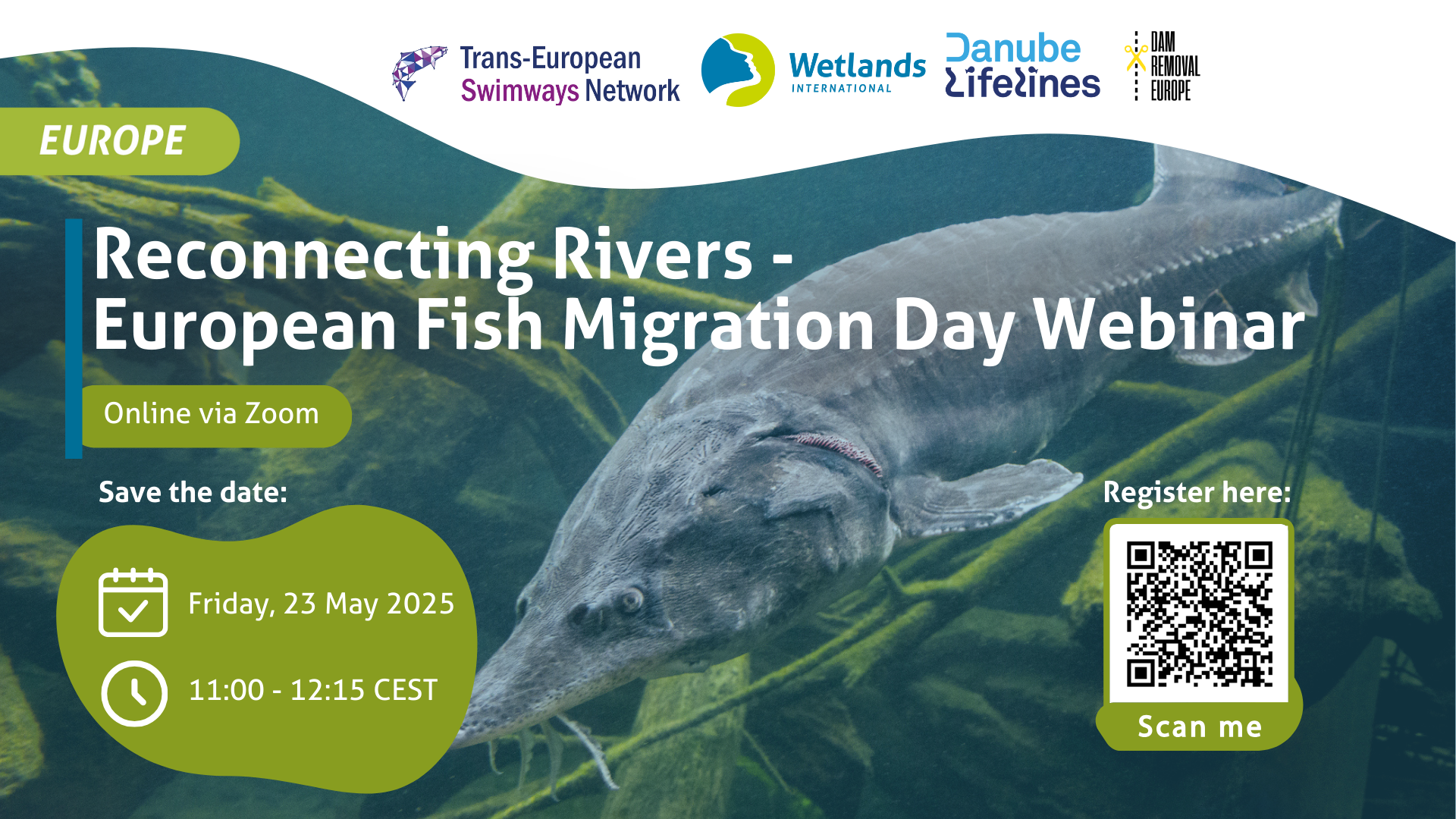 Reconnecting rivers: Join our European Fish Migration Day Webinar ...