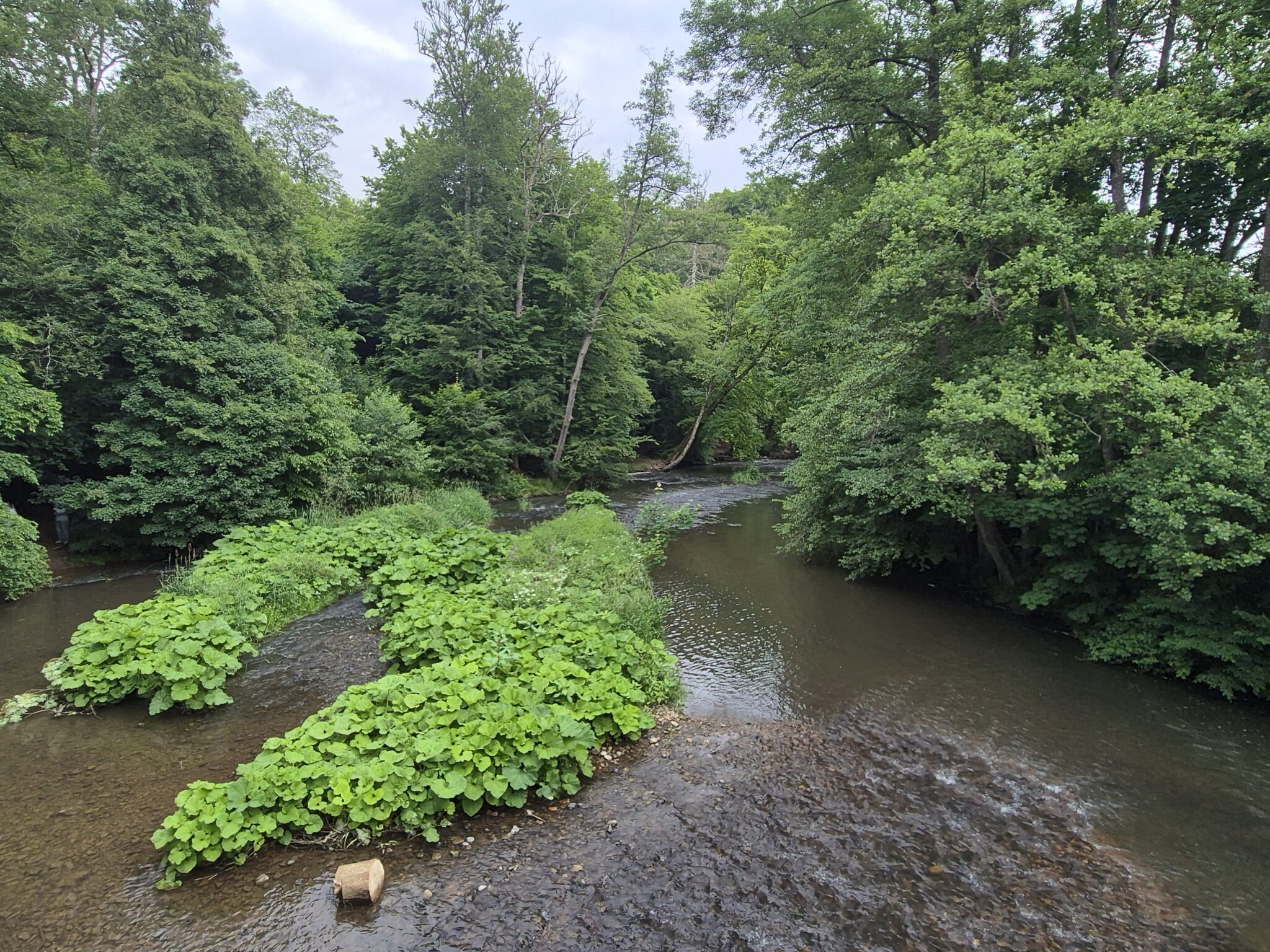 Restoring the Nister River floodplain in Germany - Wetlands ...