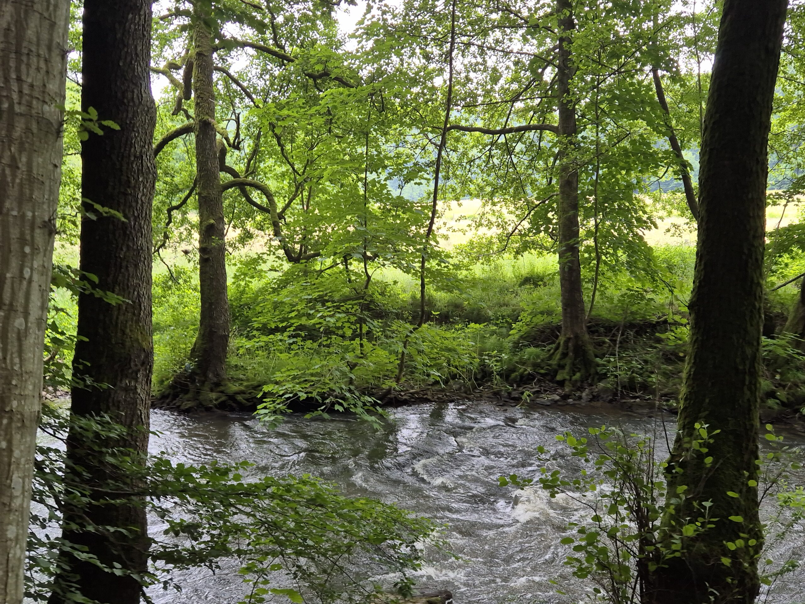 Restoring the Nister River floodplain in Germany - Wetlands ...